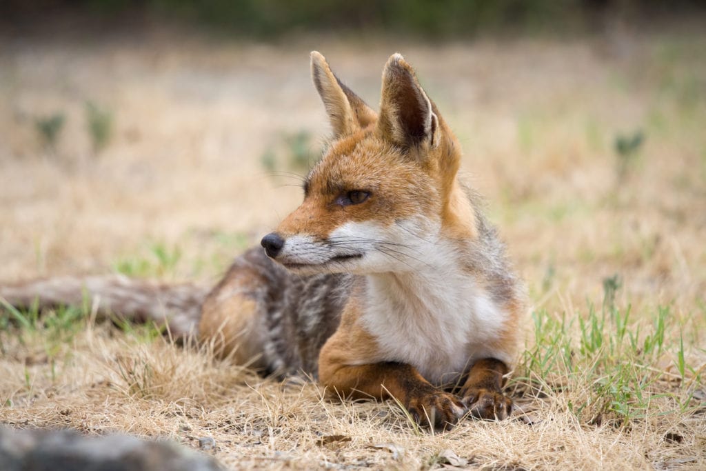 40+ Mind Blowing Fox Facts for Kids - ChildFun