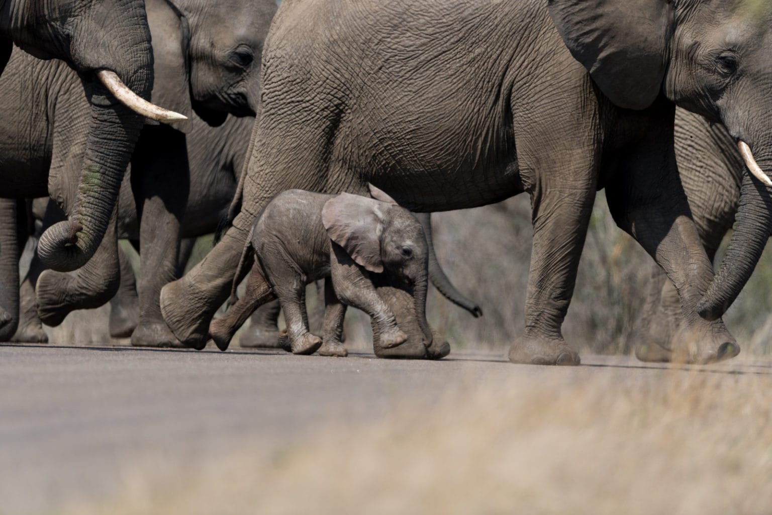 Funny Elephant Puns That Will Make You Trumpet with Laughter - ChildFun