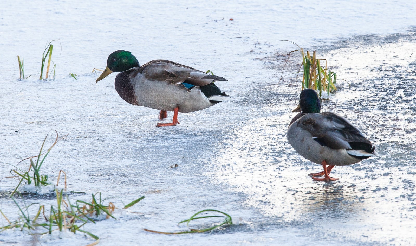 Unique & Interesting Duck Facts for Kids - ChildFun Unique & Interesting Duck Facts for Kids - ChildFun