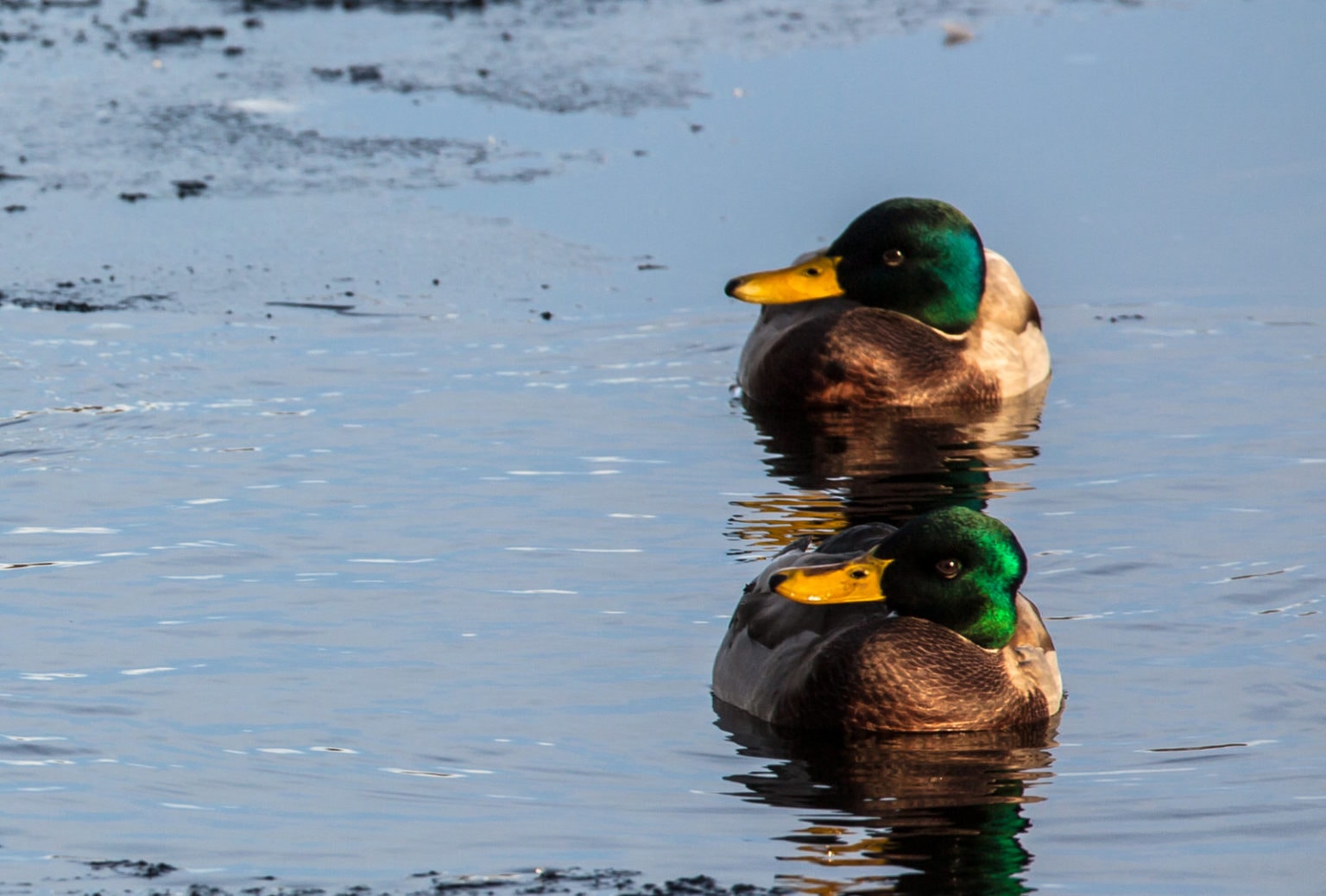 Unique & Interesting Duck Facts for Kids - ChildFun