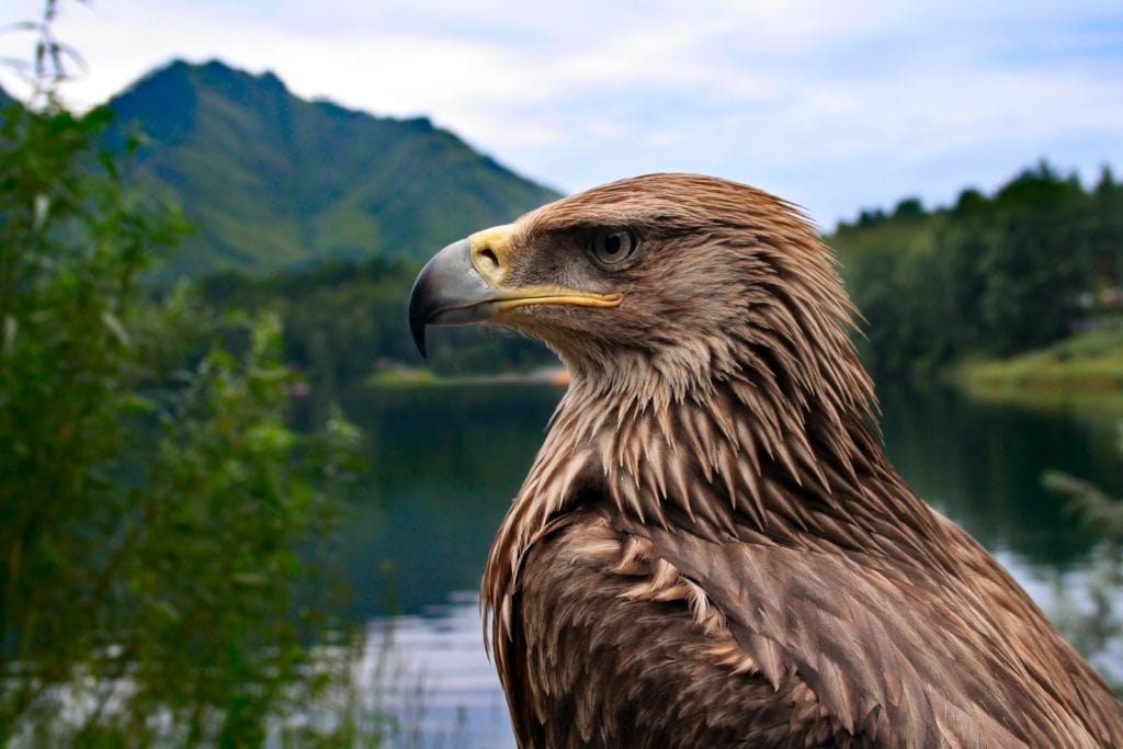 Fun & Interesting Eagle Facts for Kids - ChildFun