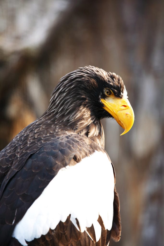 Fun & Interesting Eagle Facts for Kids - ChildFun