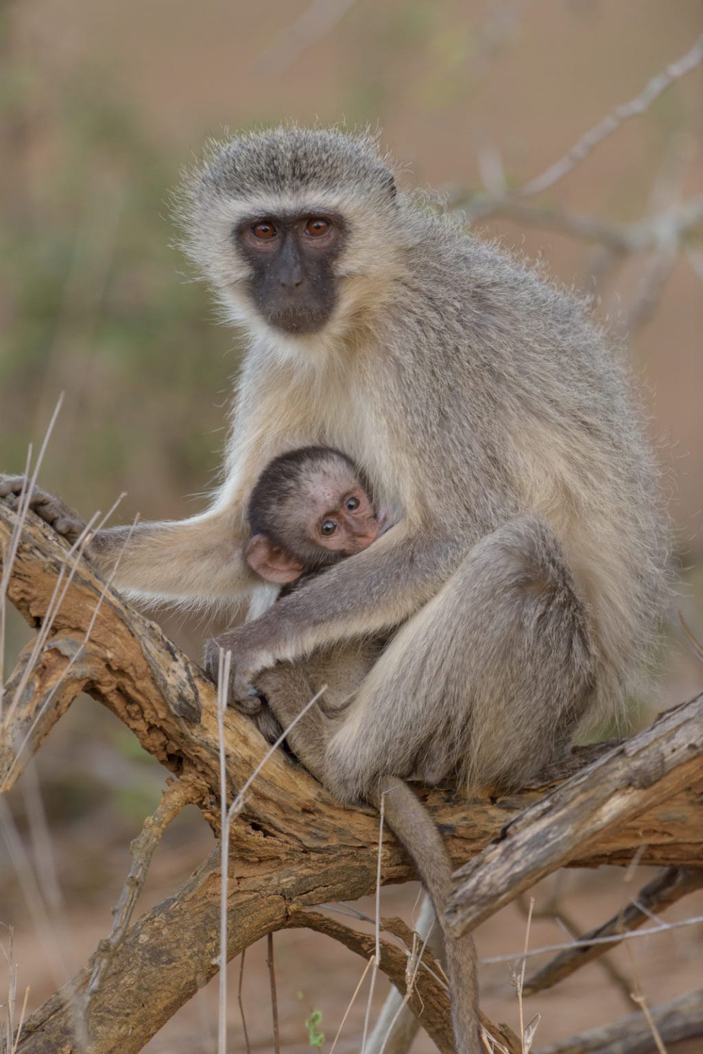 20+ Interesting Monkey Facts for Kids - ChildFun