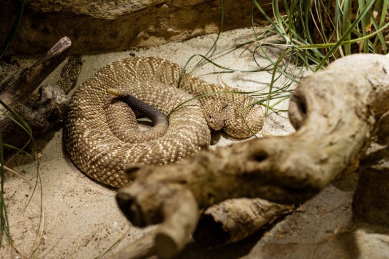 Interesting Rattlesnake Facts for Kids - ChildFun