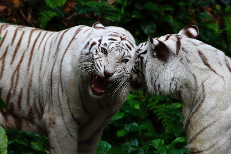 Interesting Tiger Facts for Kids - ChildFun