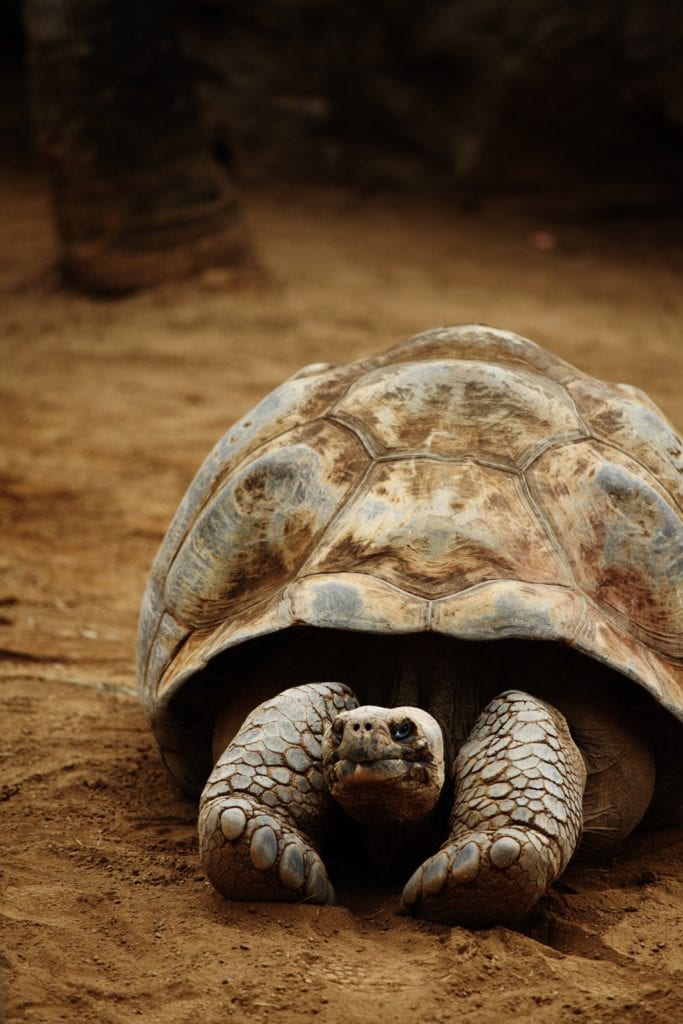 Interesting Turtle Facts for Kids - ChildFun