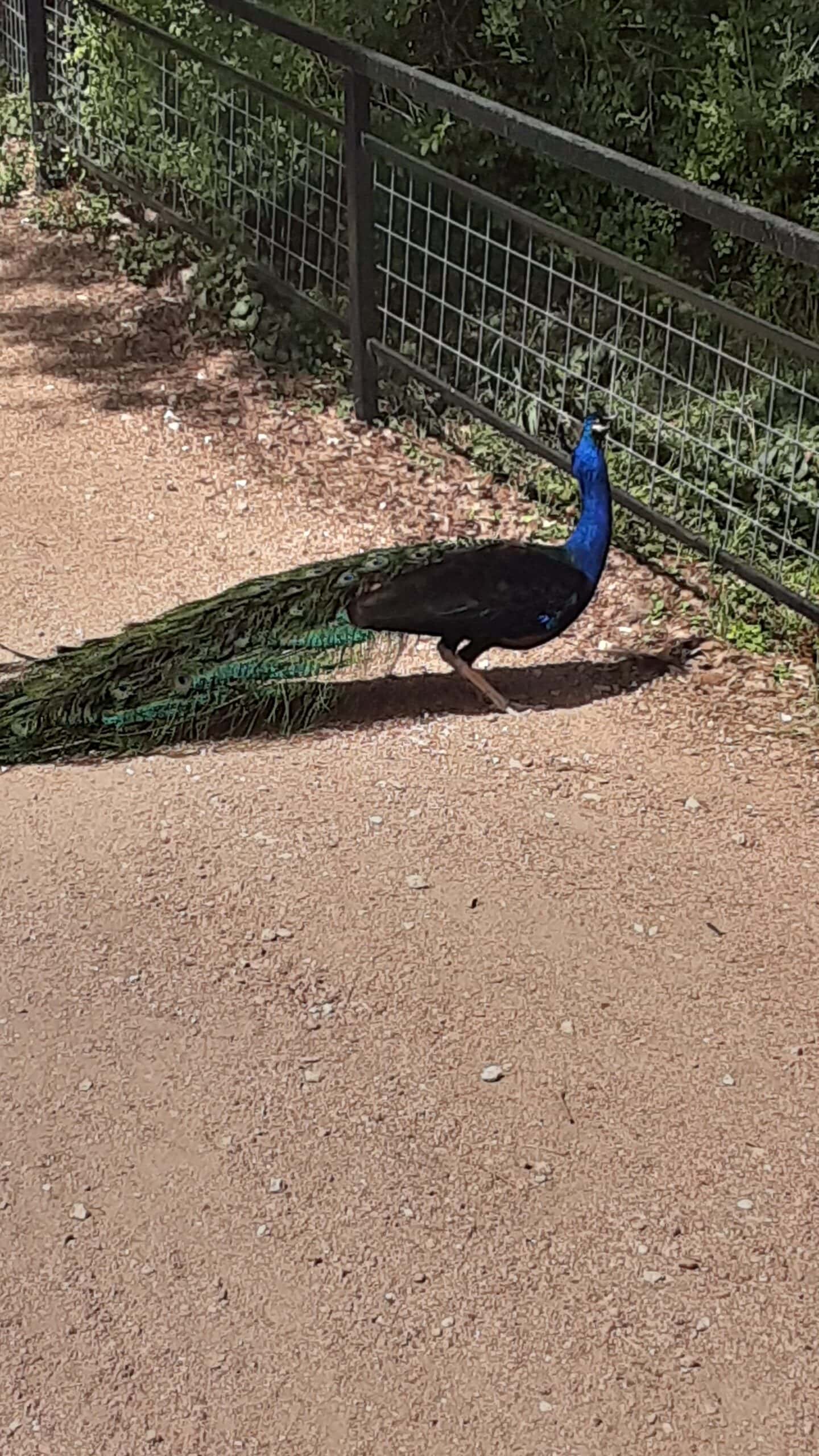 Things to Do in Austin with Kids - ChildFun