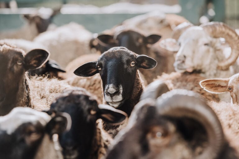 61 Hilarious Sheep Jokes for Kids - ChildFun