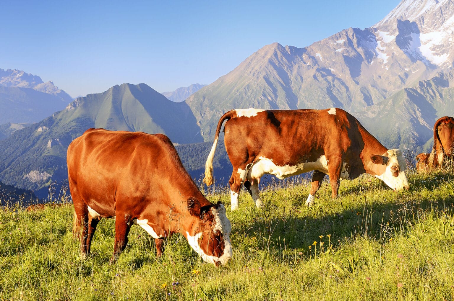 52 Cow Puns That’ll Tip You Over From Laughter - ChildFun