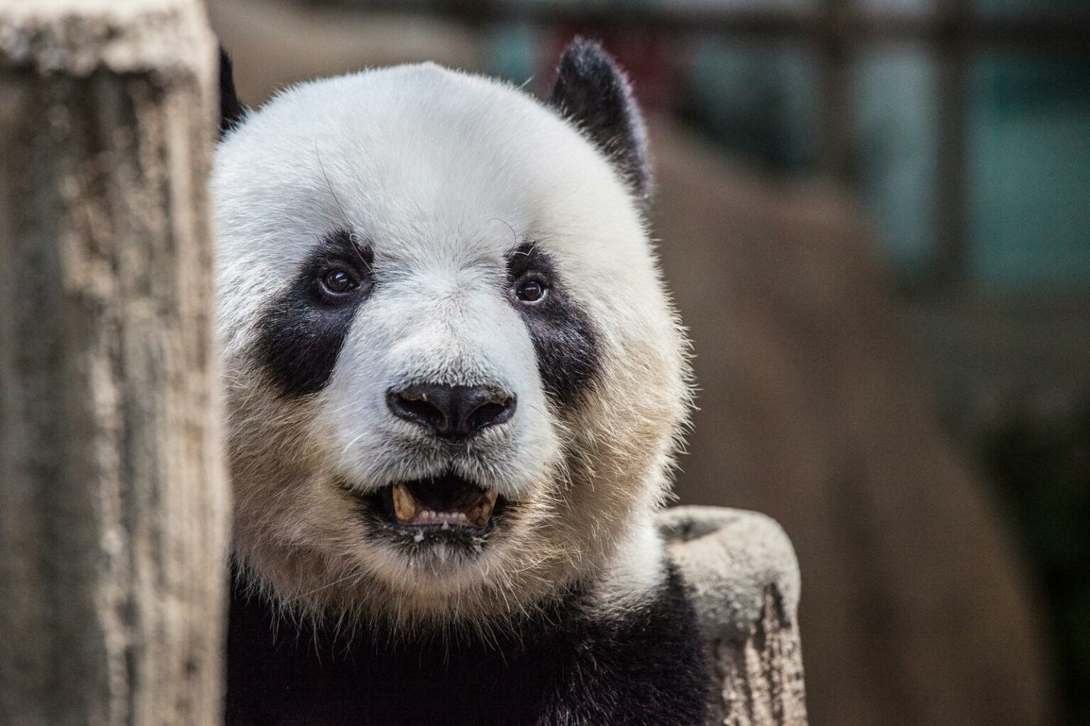 These Panda Puns are Un-Bearably Hilarious and Tons of Fun! - ChildFun